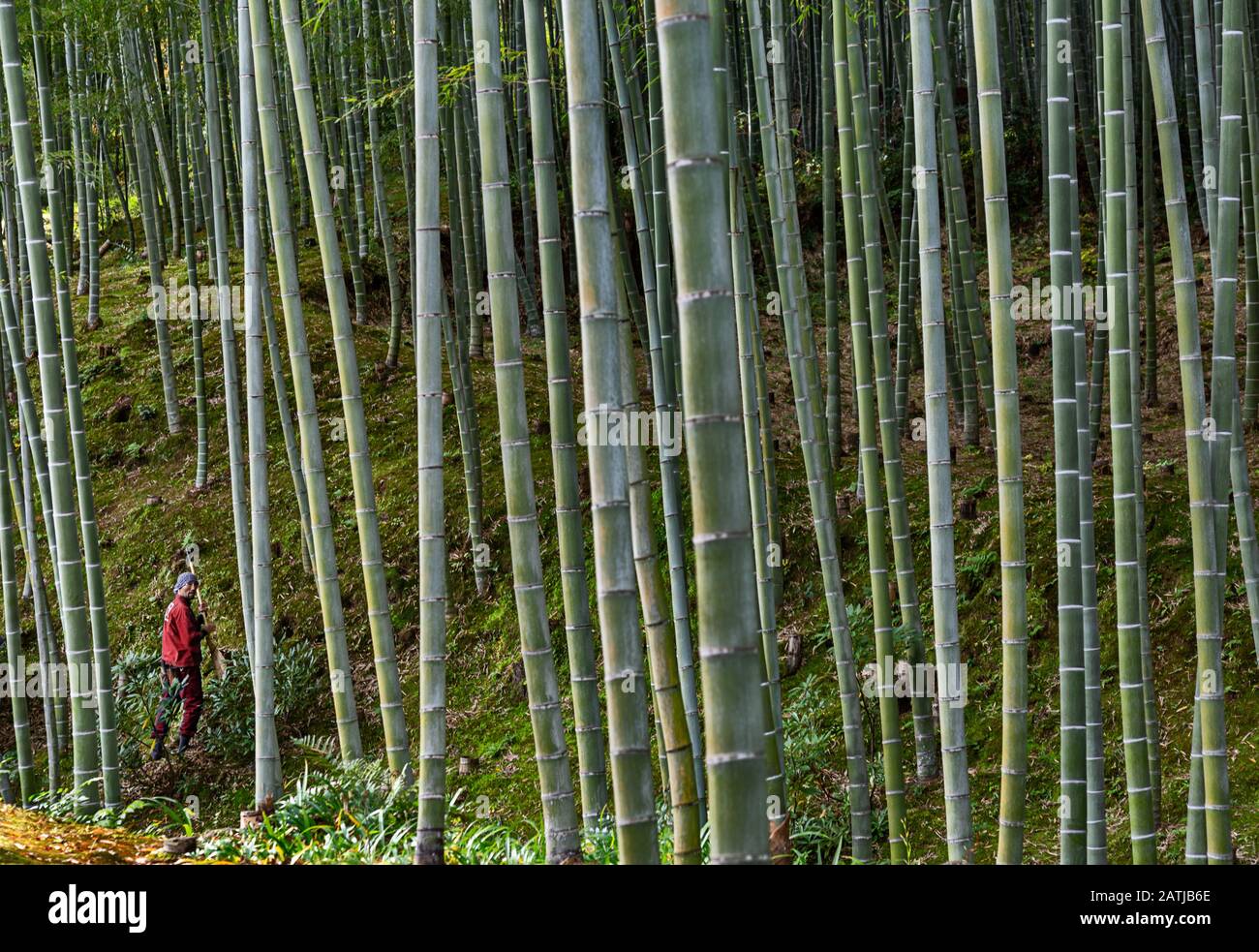 Arashiyama Bamboo Forest in Japan Stock Photo - Alamy