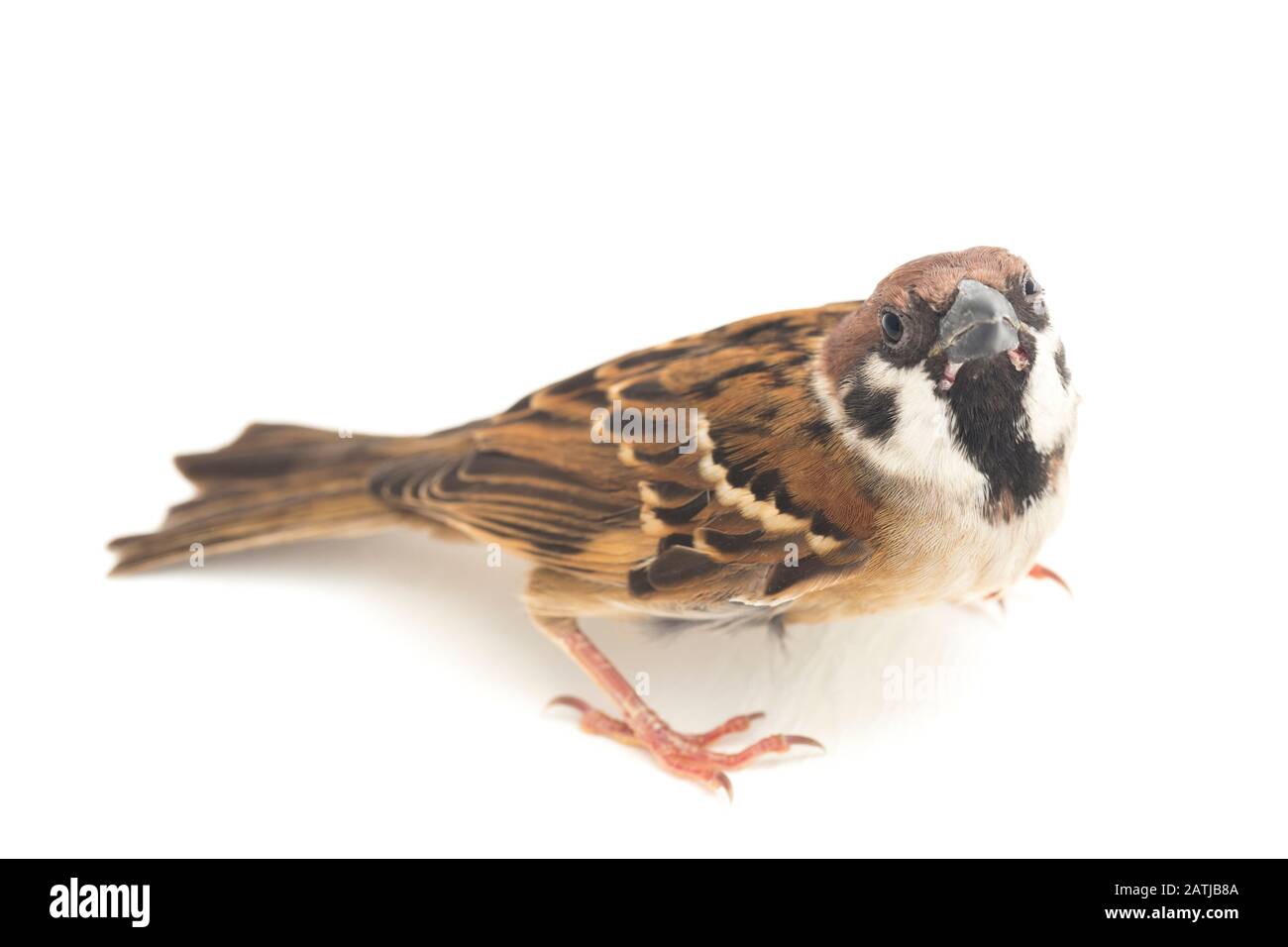 Old World sparrows are a family of small passerine birds. They are also ...