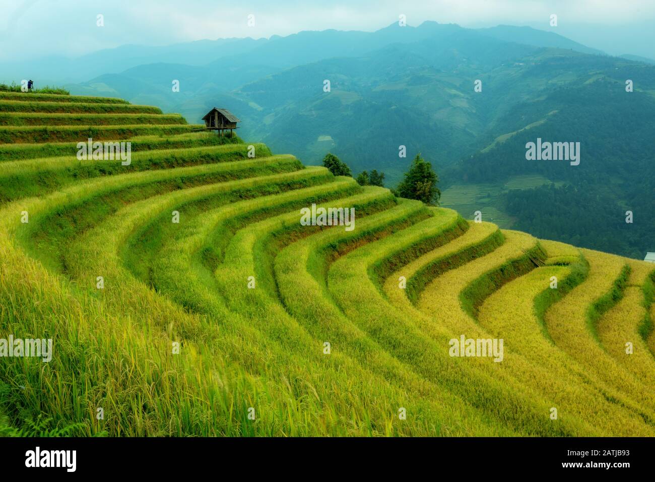 Vietnam Landscape beautiful terrace rice field at Mu Cang Chai Stock ...