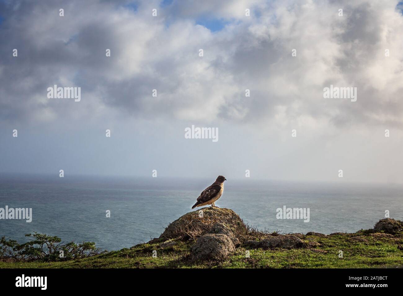 A hawk lands for a moment on the Point Reyes National Seashore Stock ...