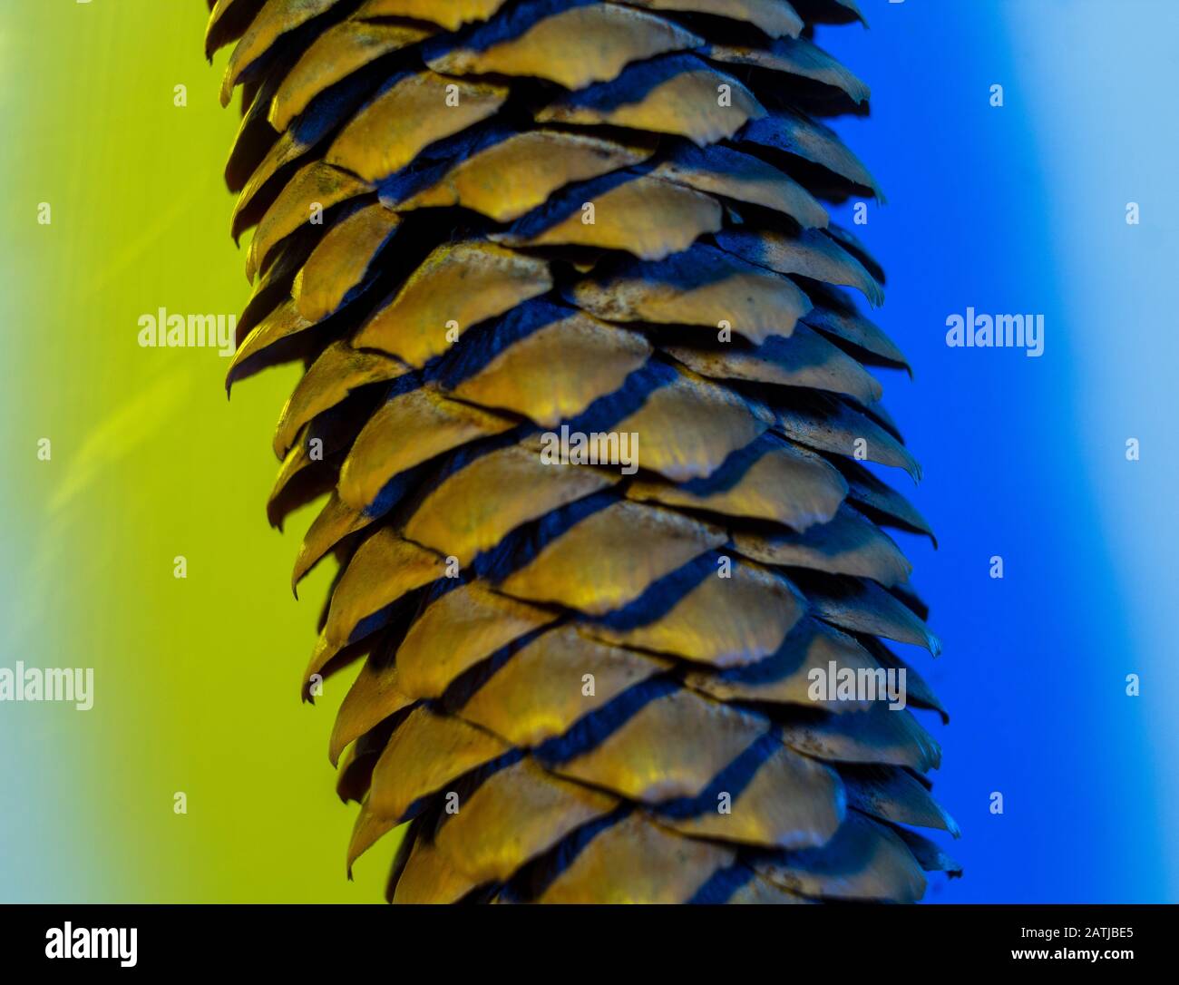Sample conifer hi-res stock photography and images - Alamy