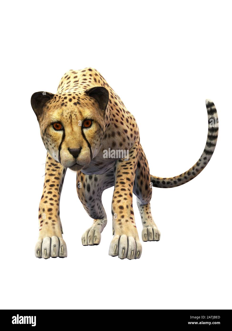 Cheetah approaching, animal isolated on white background, front view ...