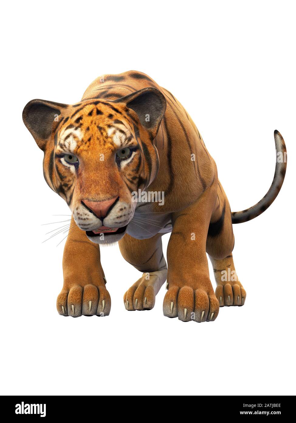 Tiger approaching, wild animal isolated on white background Stock Photo ...