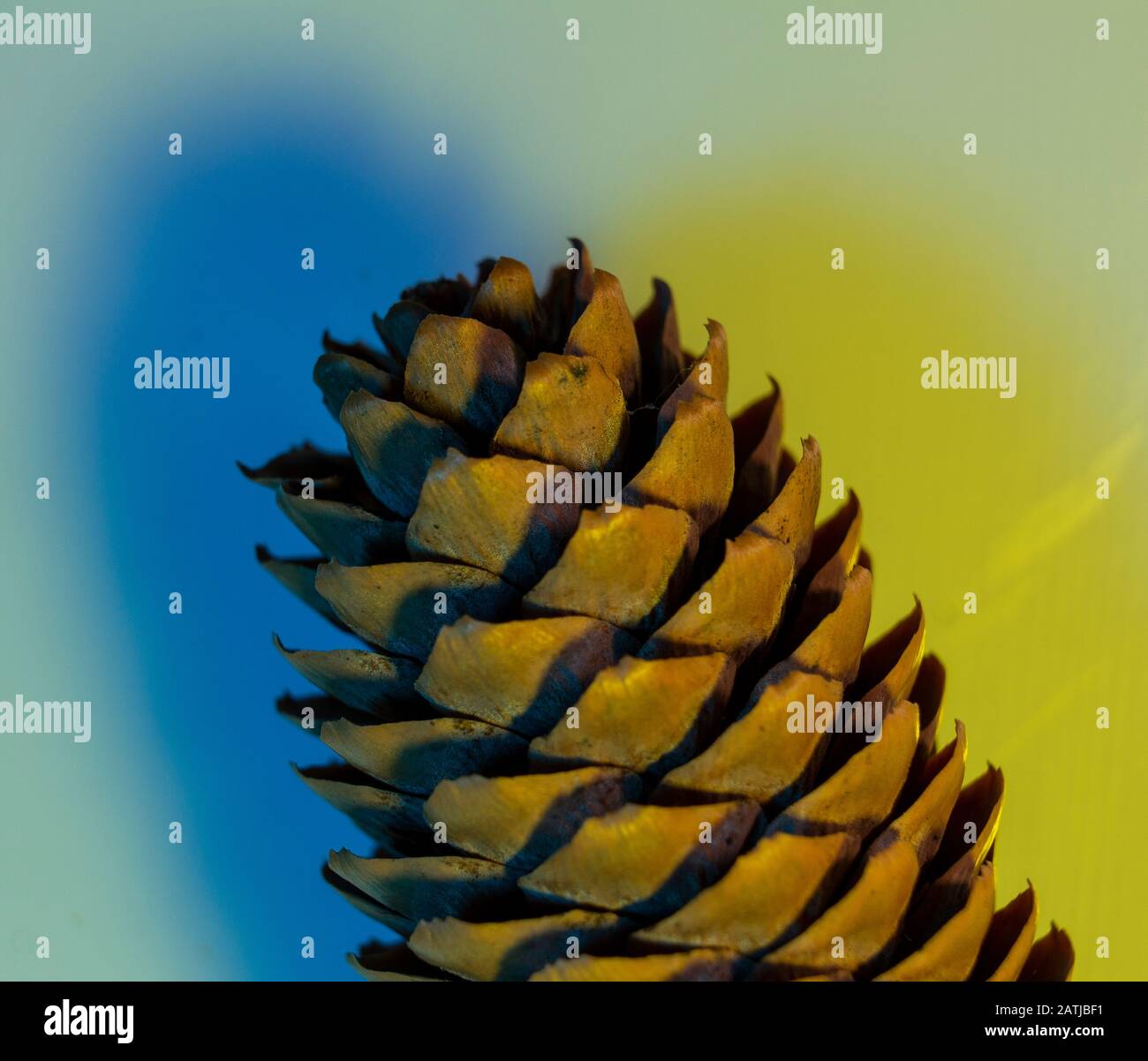 Sample conifer hi-res stock photography and images - Alamy