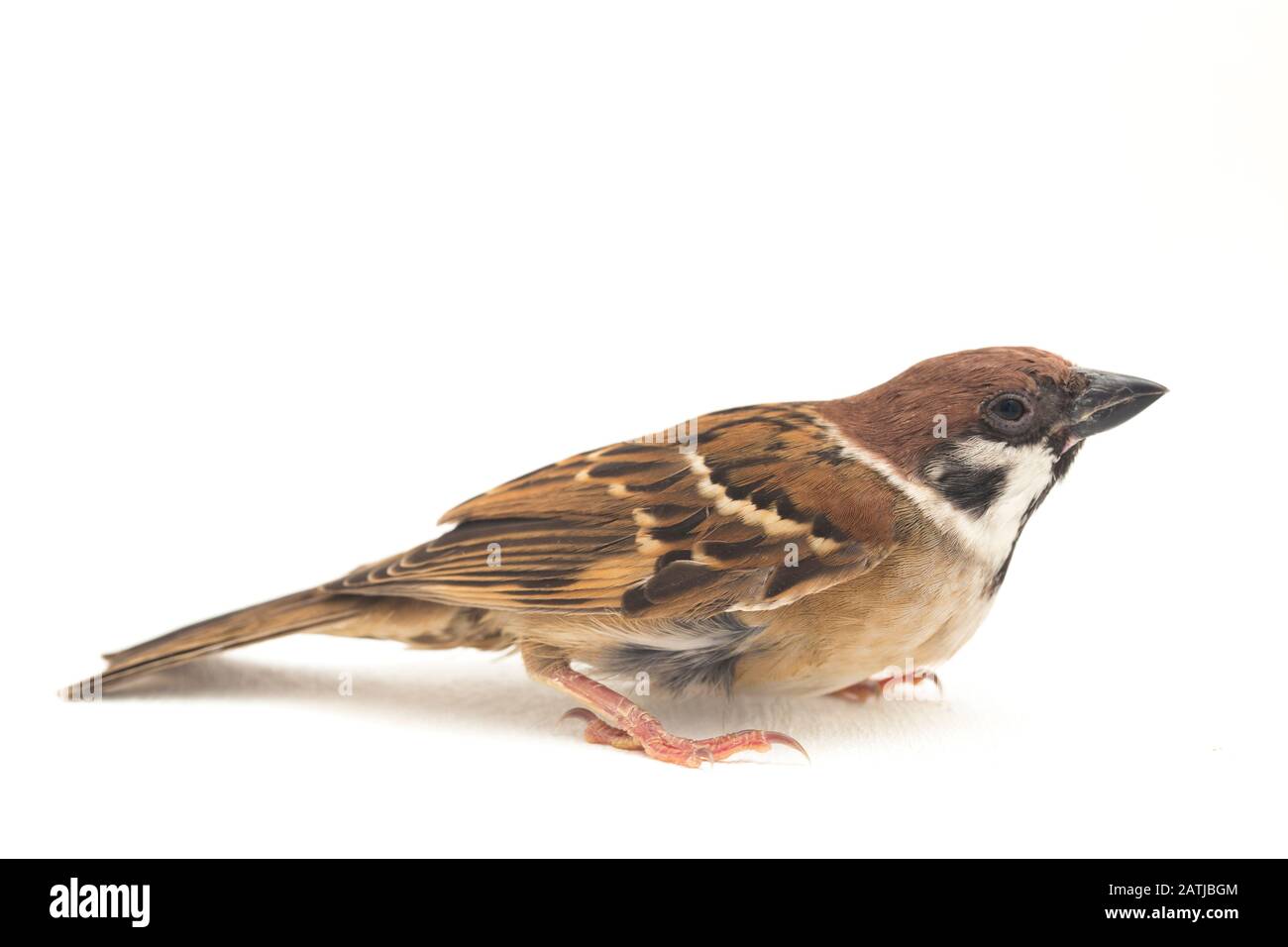 Old World sparrows are a family of small passerine birds. They are also ...