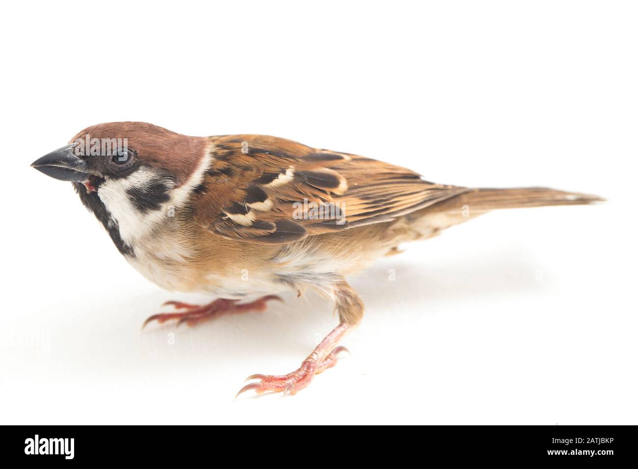 Old World sparrows are a family of small passerine birds. They are also ...