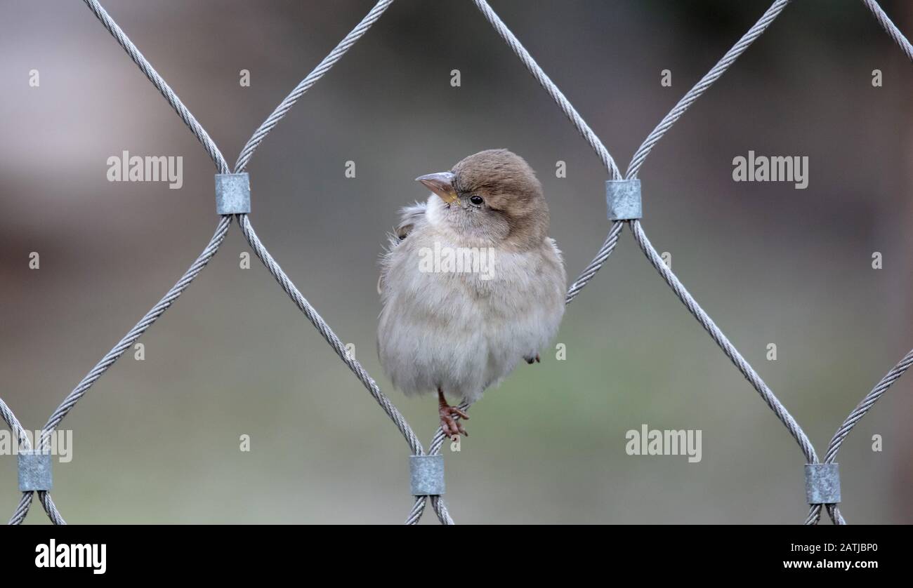 Sparrow on chain link fence, selective focus Stock Photo - Alamy