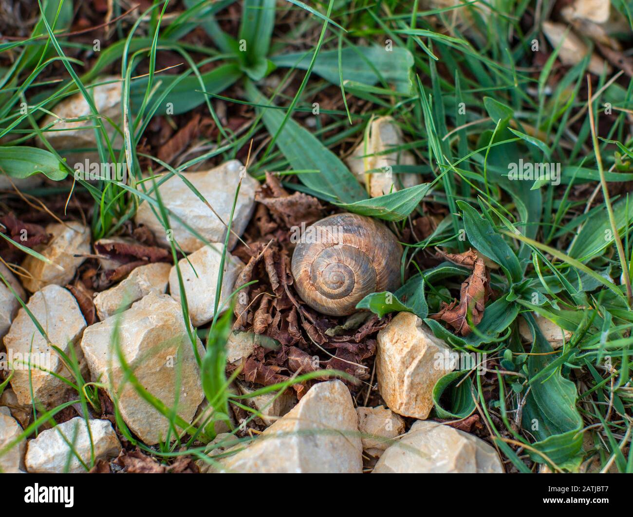 Shell grass hi-res stock photography and images - Alamy