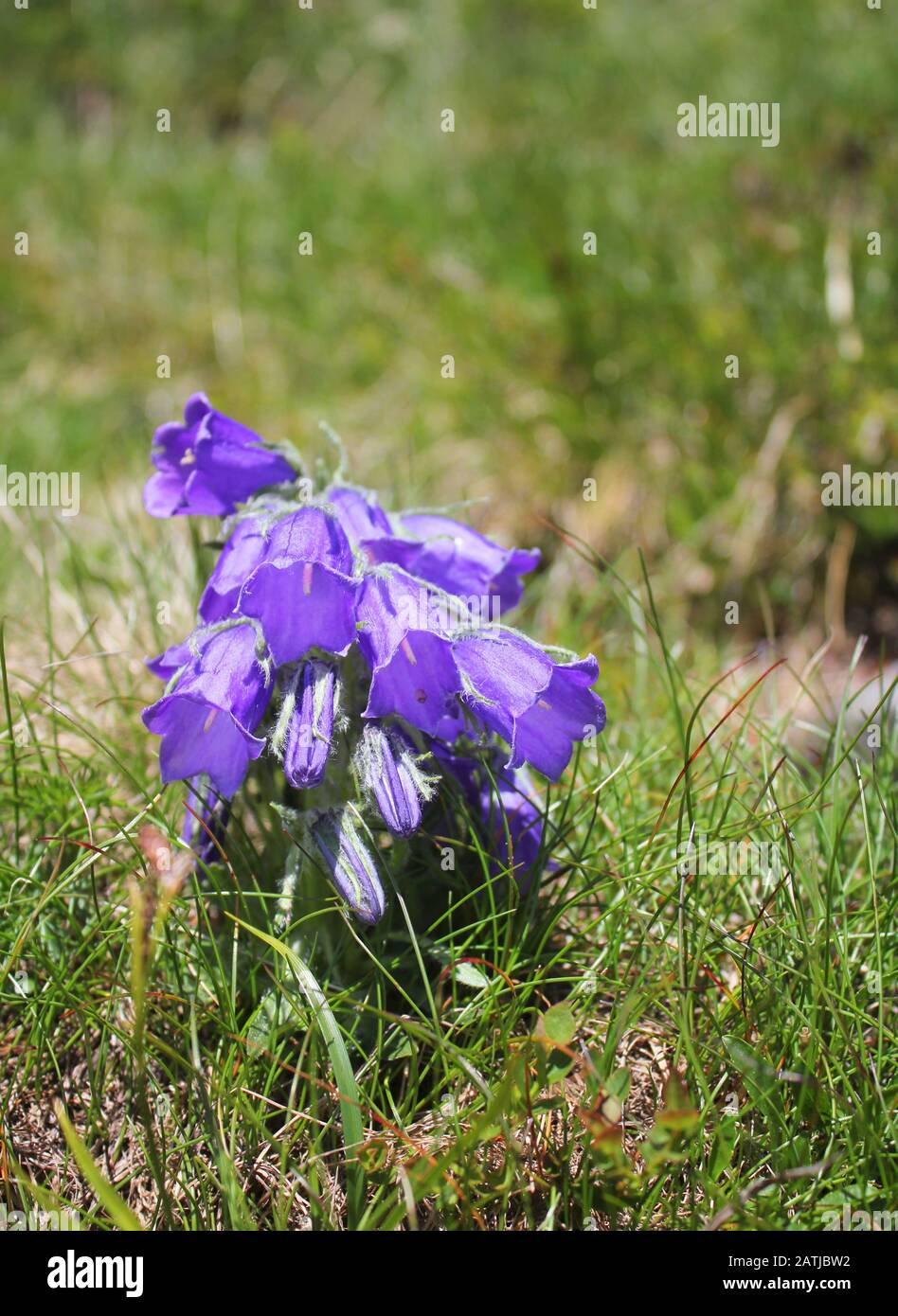 Alpine bell flower Campanula alpina in Tatra Mountains, Poland Stock ...