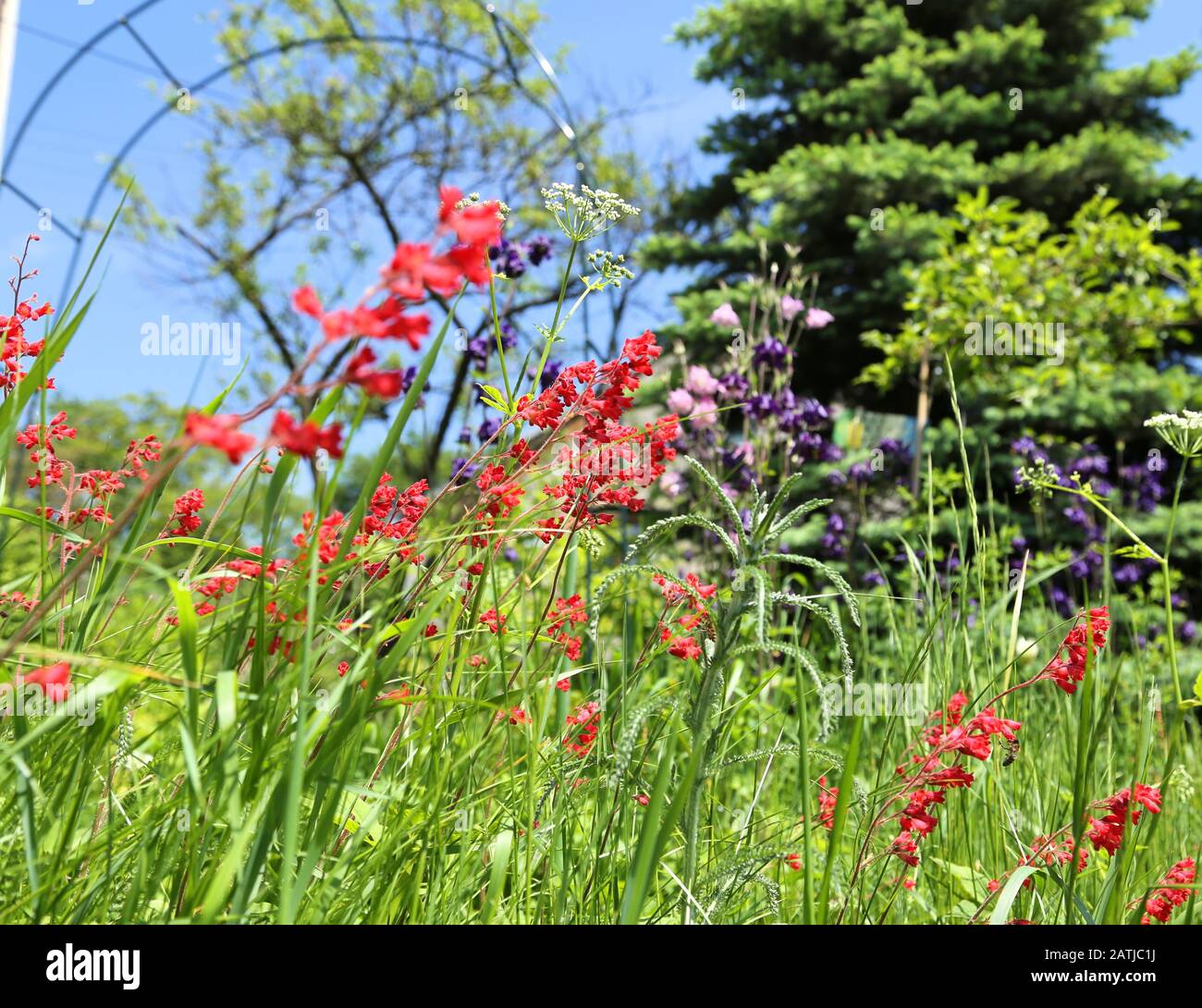 Colorful flowers in spring garden Stock Photo - Alamy