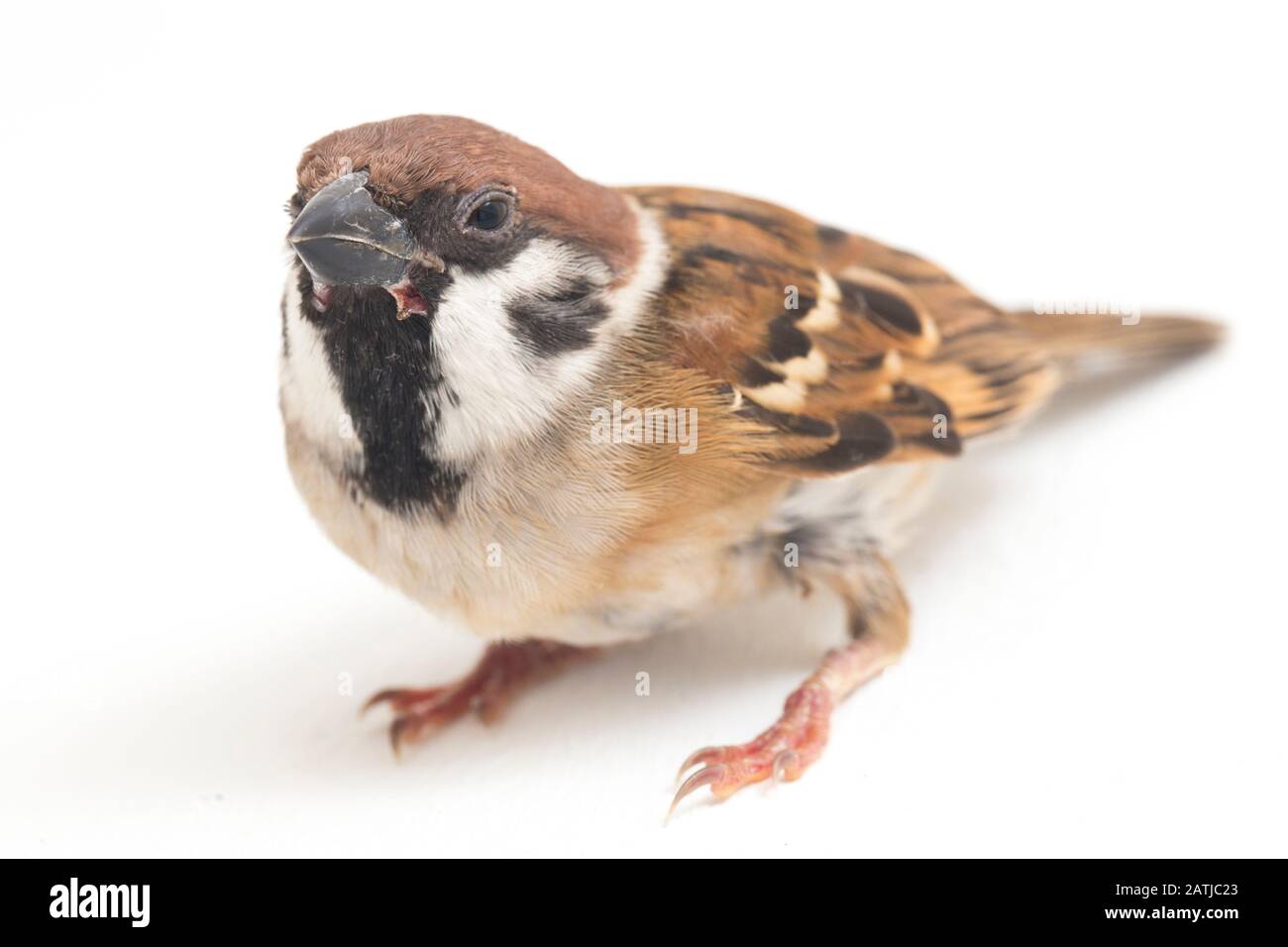 Old World sparrows are a family of small passerine birds. They are also ...