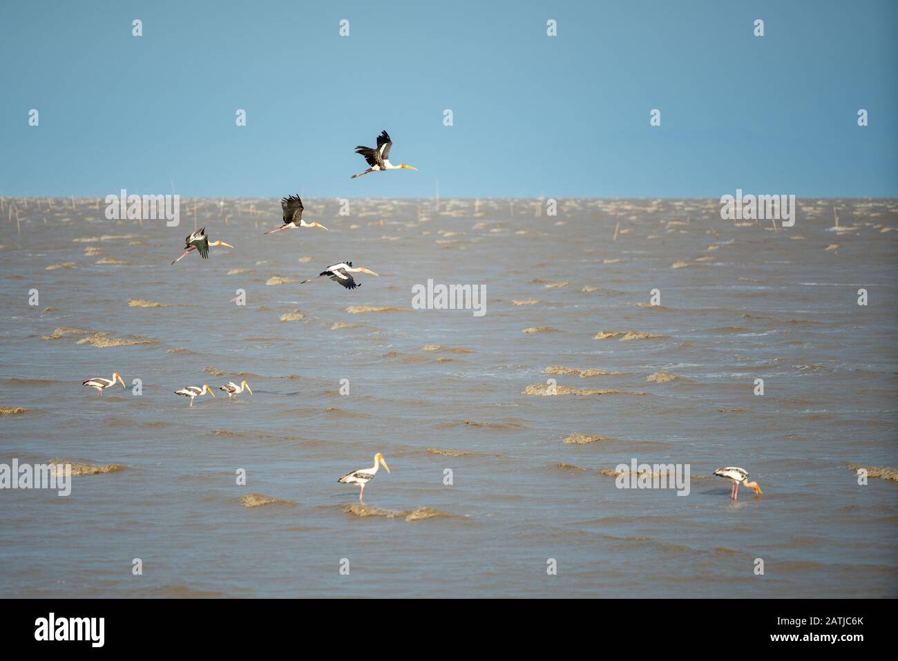 Bird poo hi-res stock photography and images - Alamy