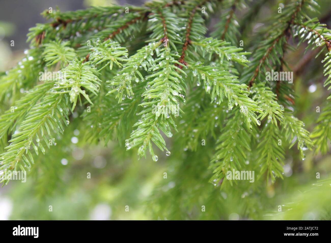 Spruce tree with drops of water after rain Stock Photo - Alamy