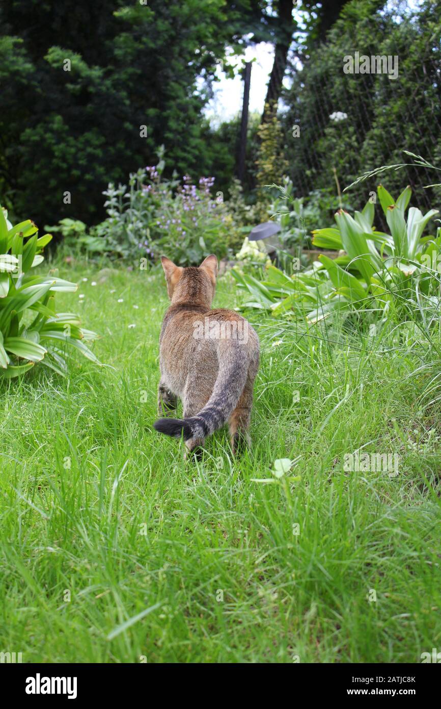 Cat exploring garden Stock Photo - Alamy