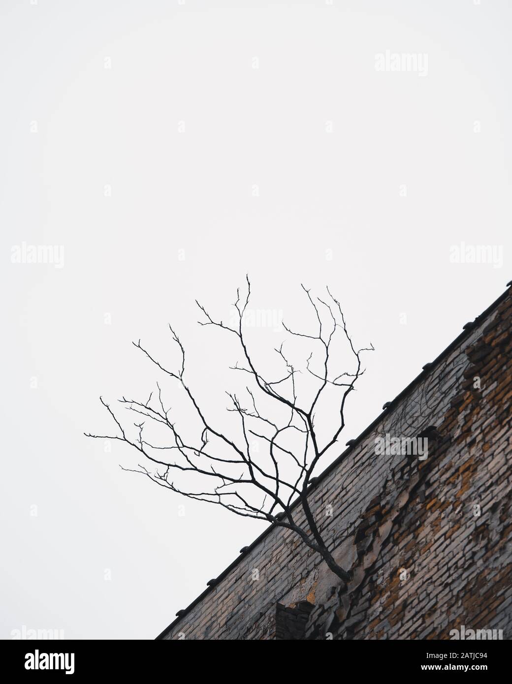 Tree growing out of an old building Stock Photo - Alamy