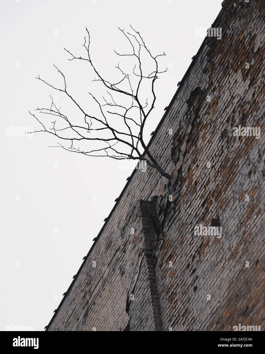 Tree growing out of an old building Stock Photo - Alamy