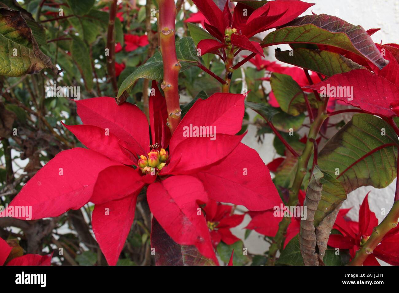Poinsettia bush hi-res stock photography and images - Alamy