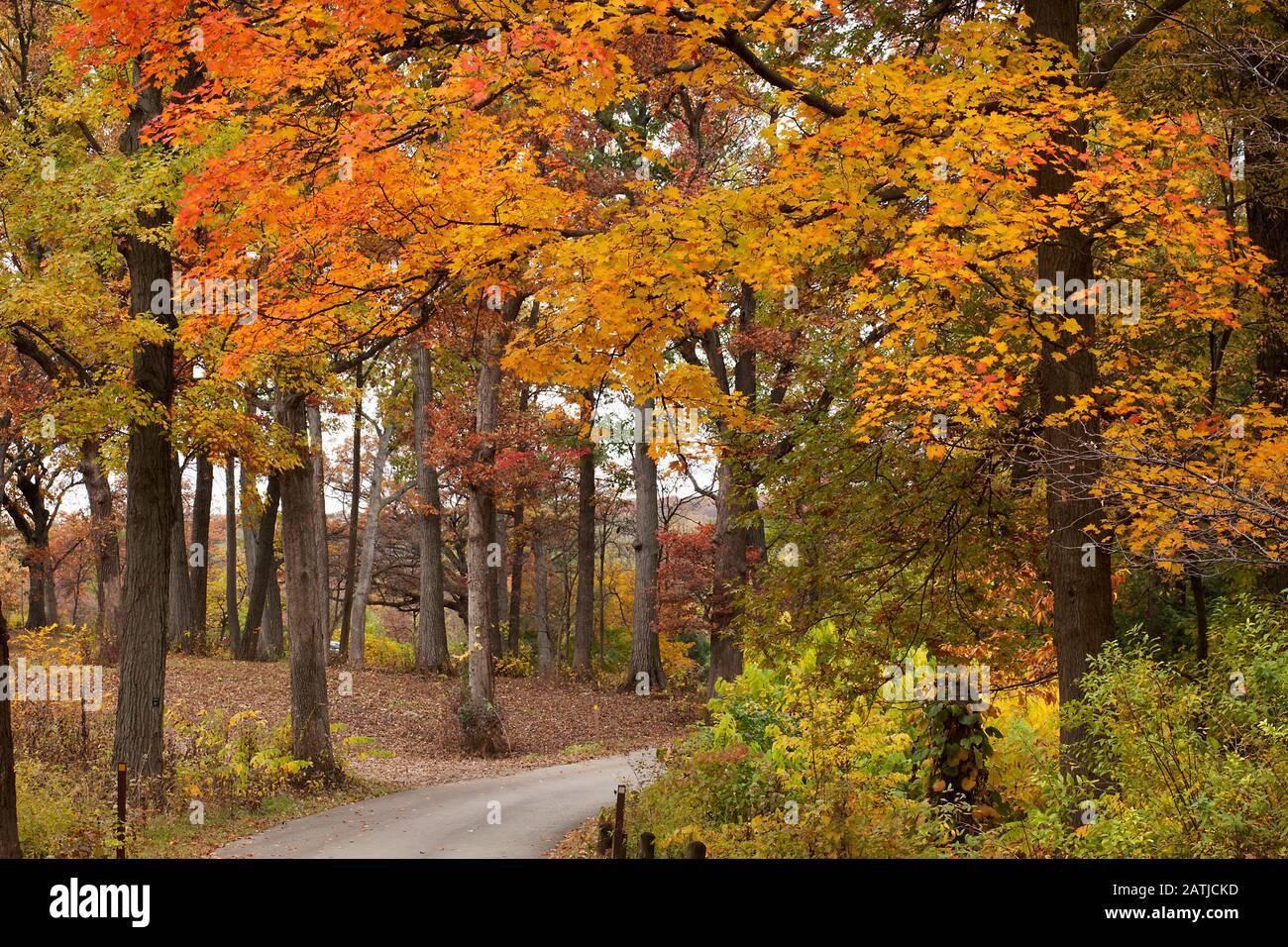 Brightly colored fall images from the Morton Arboretum in Lisle ...
