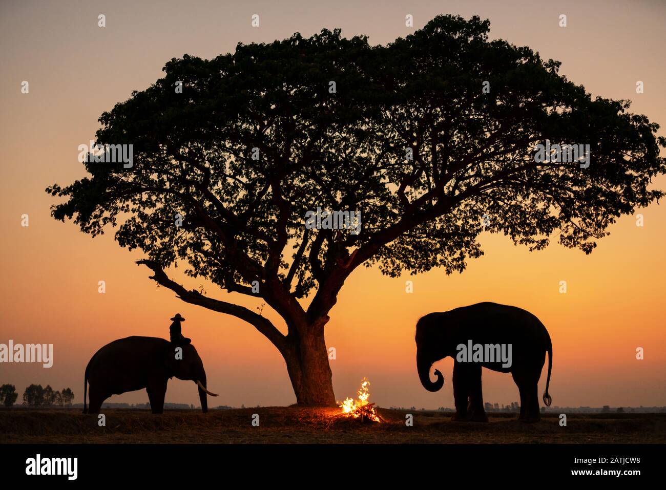 The elephant and the elephant burn under the tree during the sunrise ...