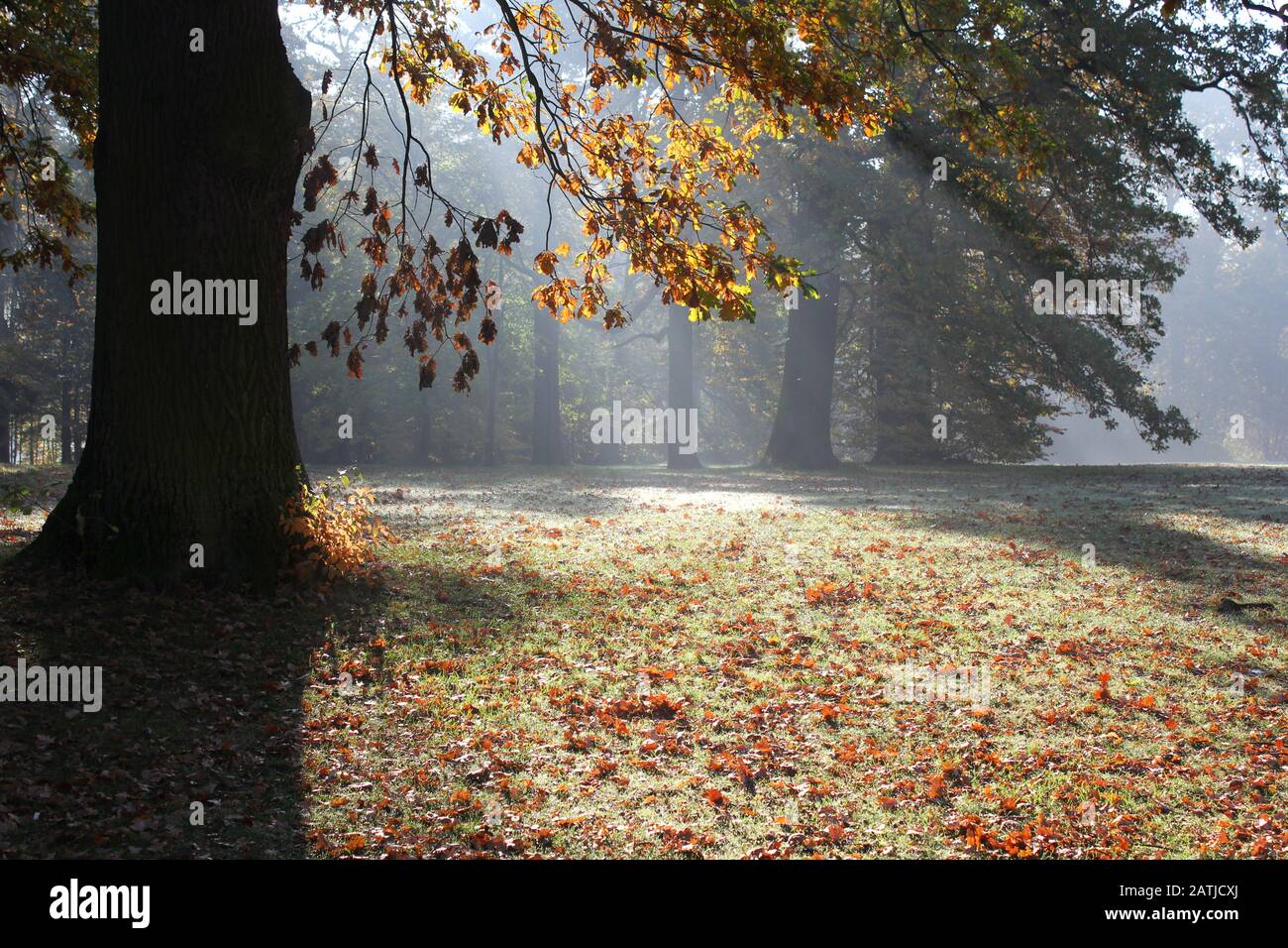Oak tree with sun rays in misty morning hi-res stock photography and ...