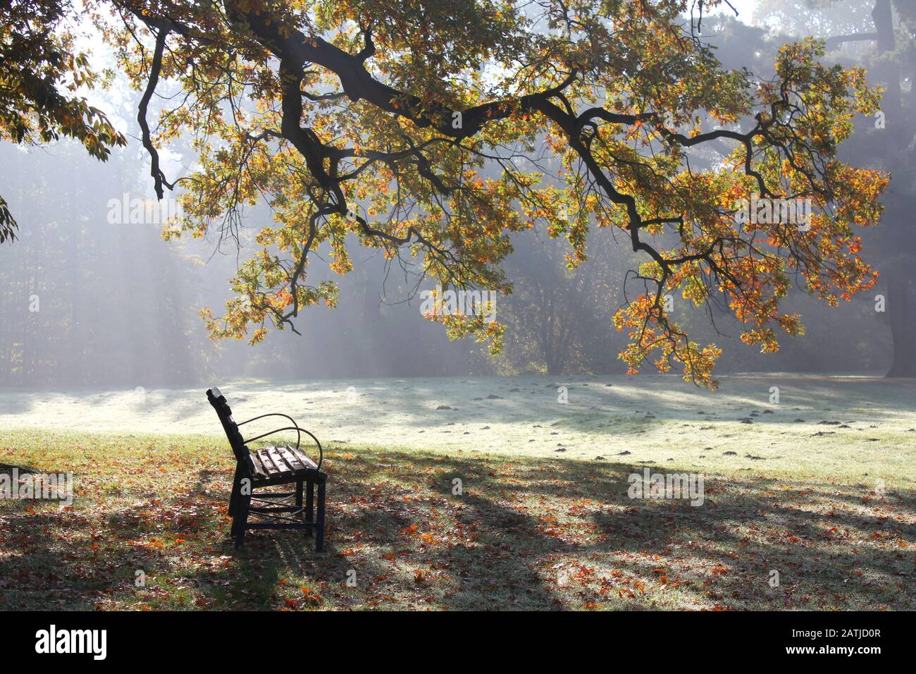 Autumn morning in the park. Bench under the oak tree Stock Photo - Alamy