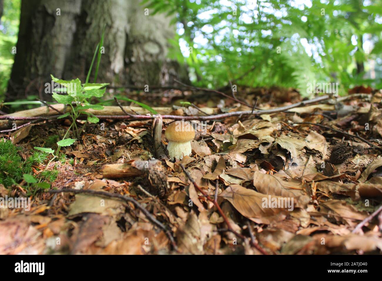 Little forest cep mushroom. Boletus edulis Stock Photo - Alamy
