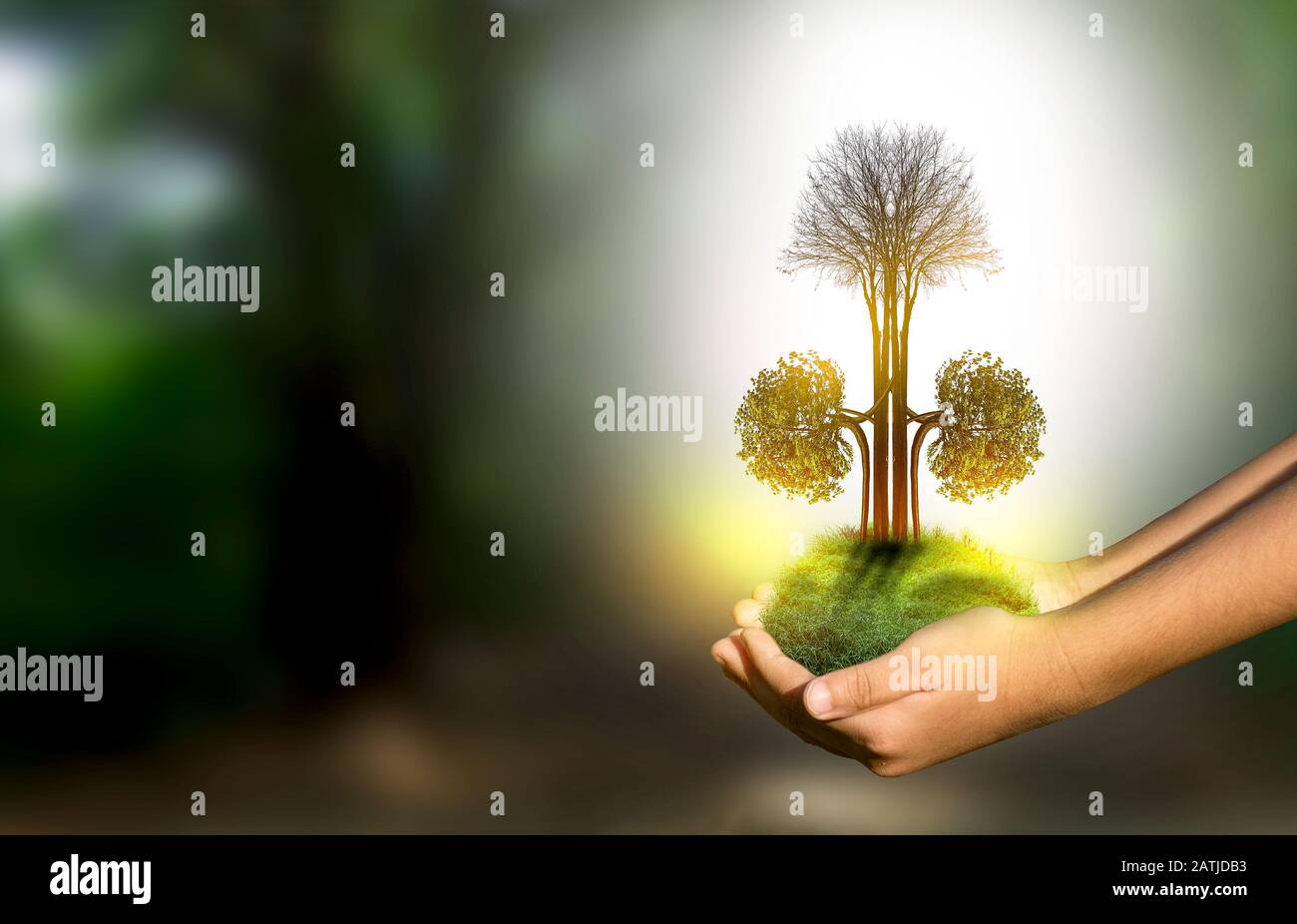 The tree (kidney) is a 3D illustration of the medical environmental ...