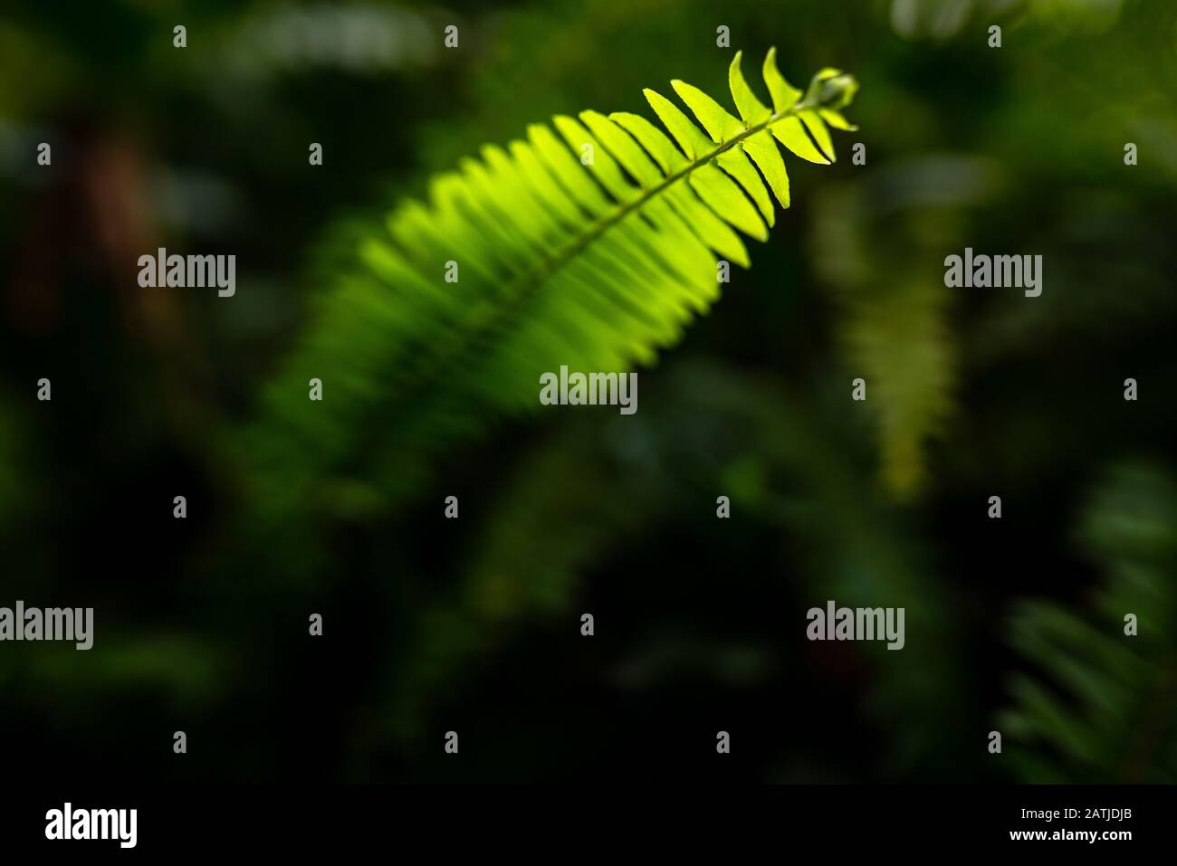 Beautiful natural fern background hi-res stock photography and images ...