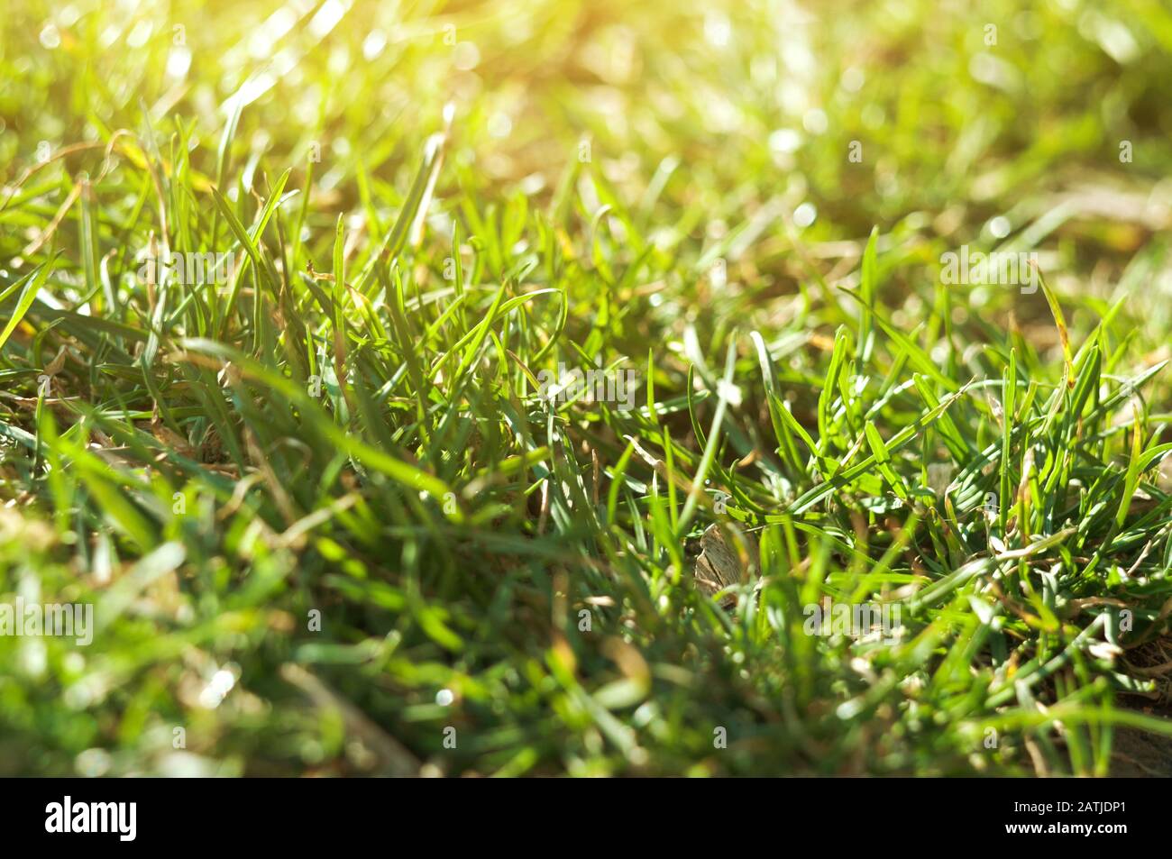 green background of fresh spring grass. Uncut lawn in the garden in the ...