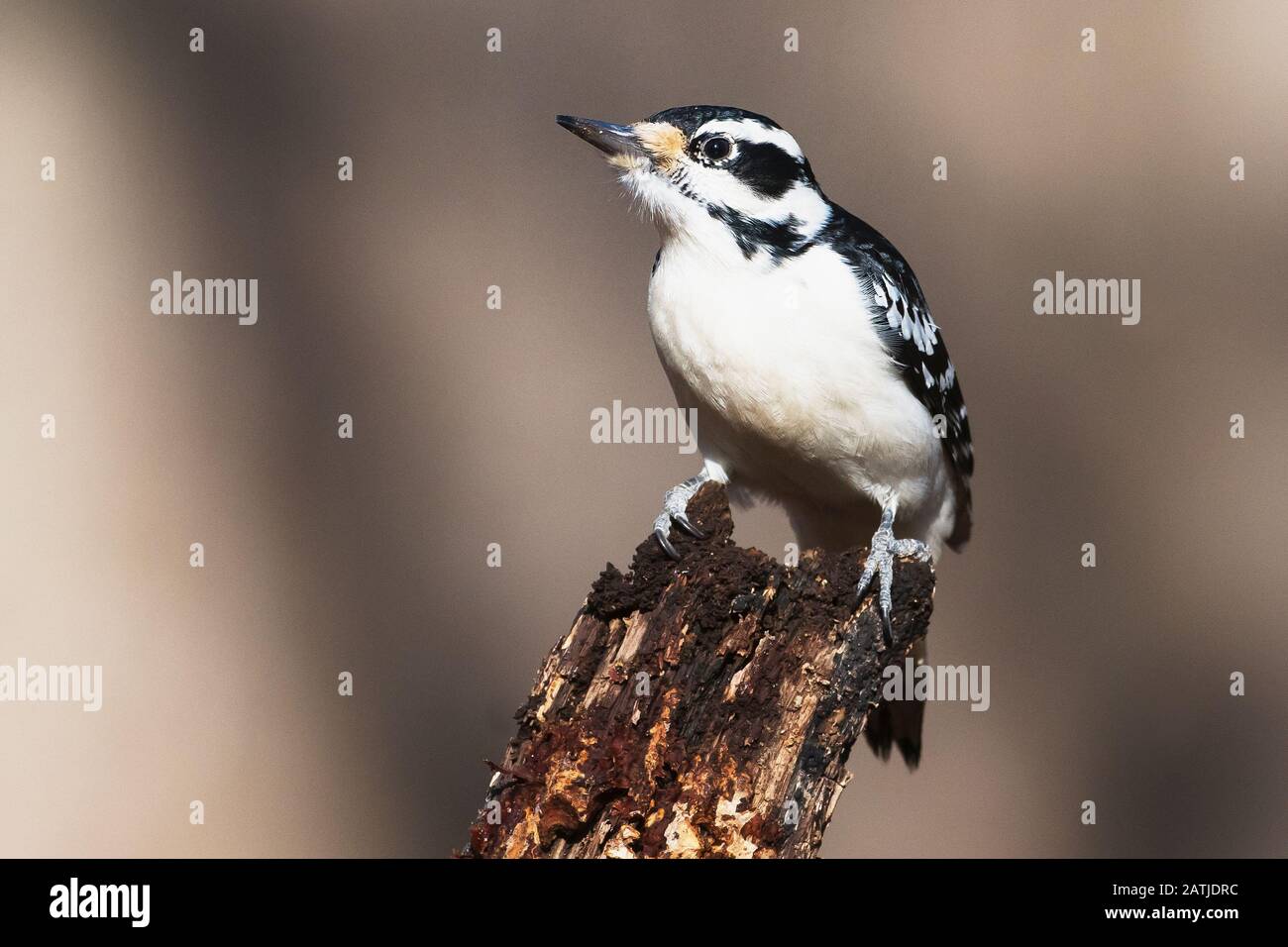 Female hairy hi-res stock photography and images - Alamy