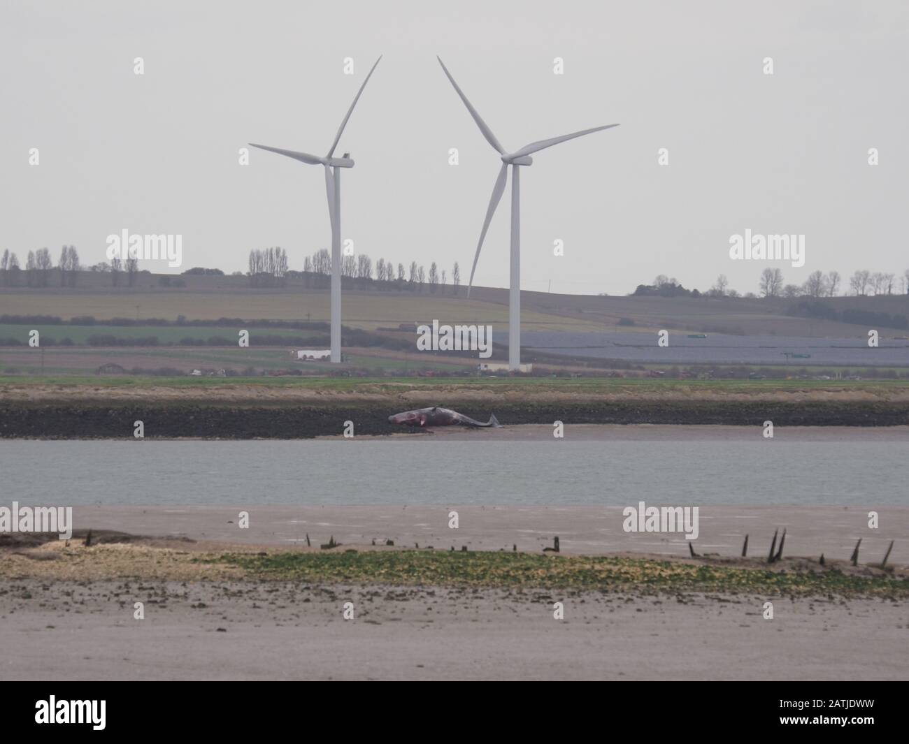 Conyer, Kent, UK. 3rd Feb, 2020. A small team set out this afternoon on ...