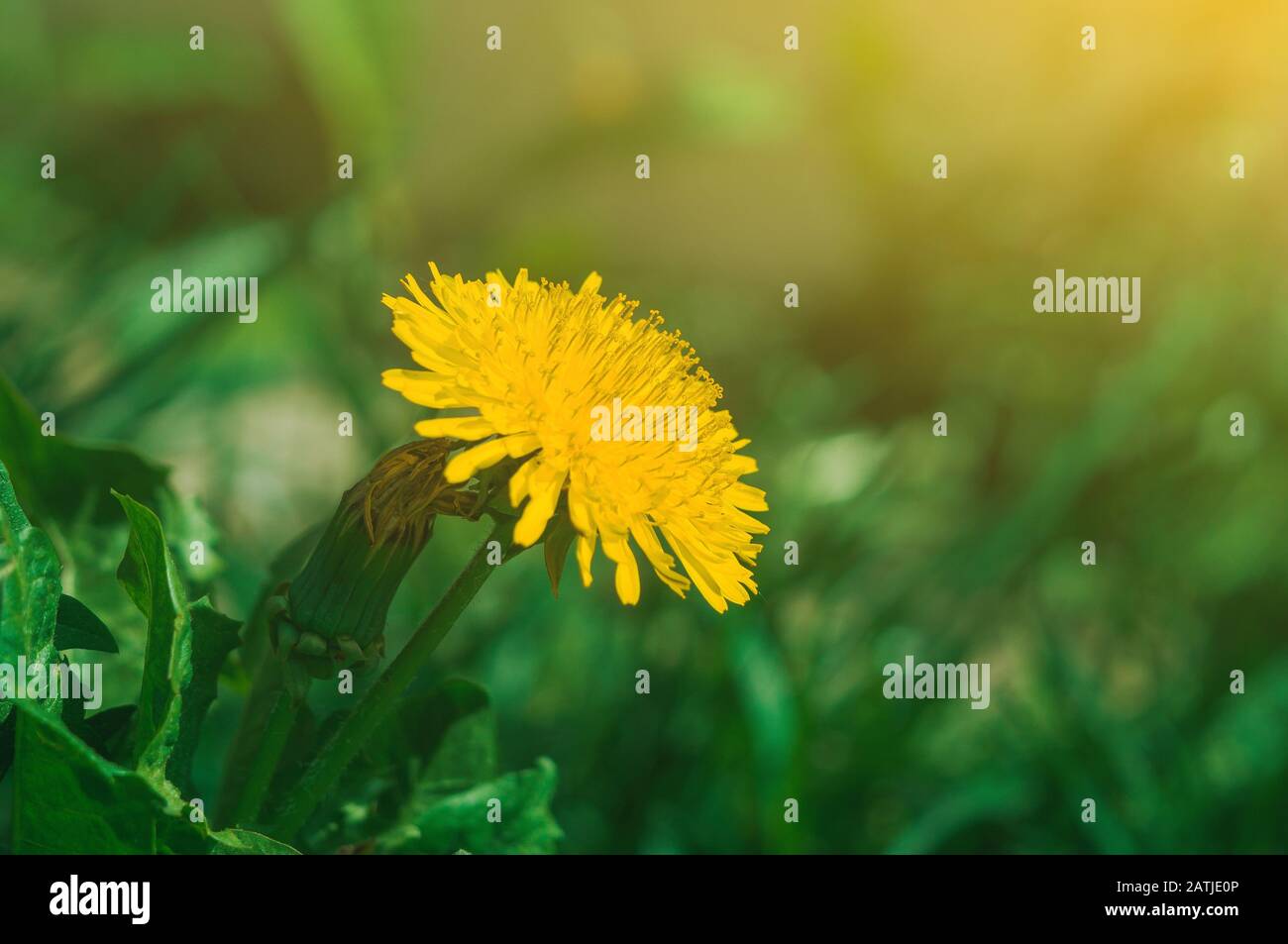 blooming yellow dandelion flowers Taraxacum officinale in garden on ...