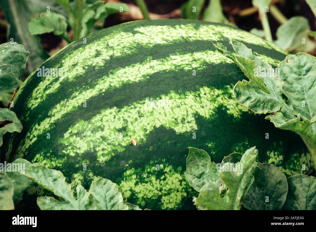 green striped big watermelon grows in the garden in summer. Ripe juicy ...
