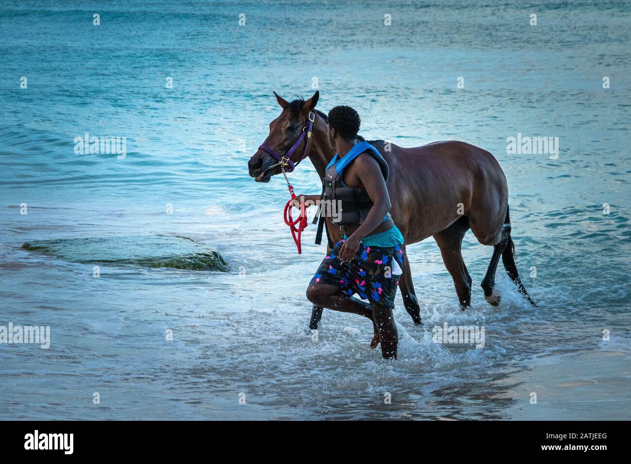 Horse racing barbados caribbean hi-res stock photography and images - Alamy