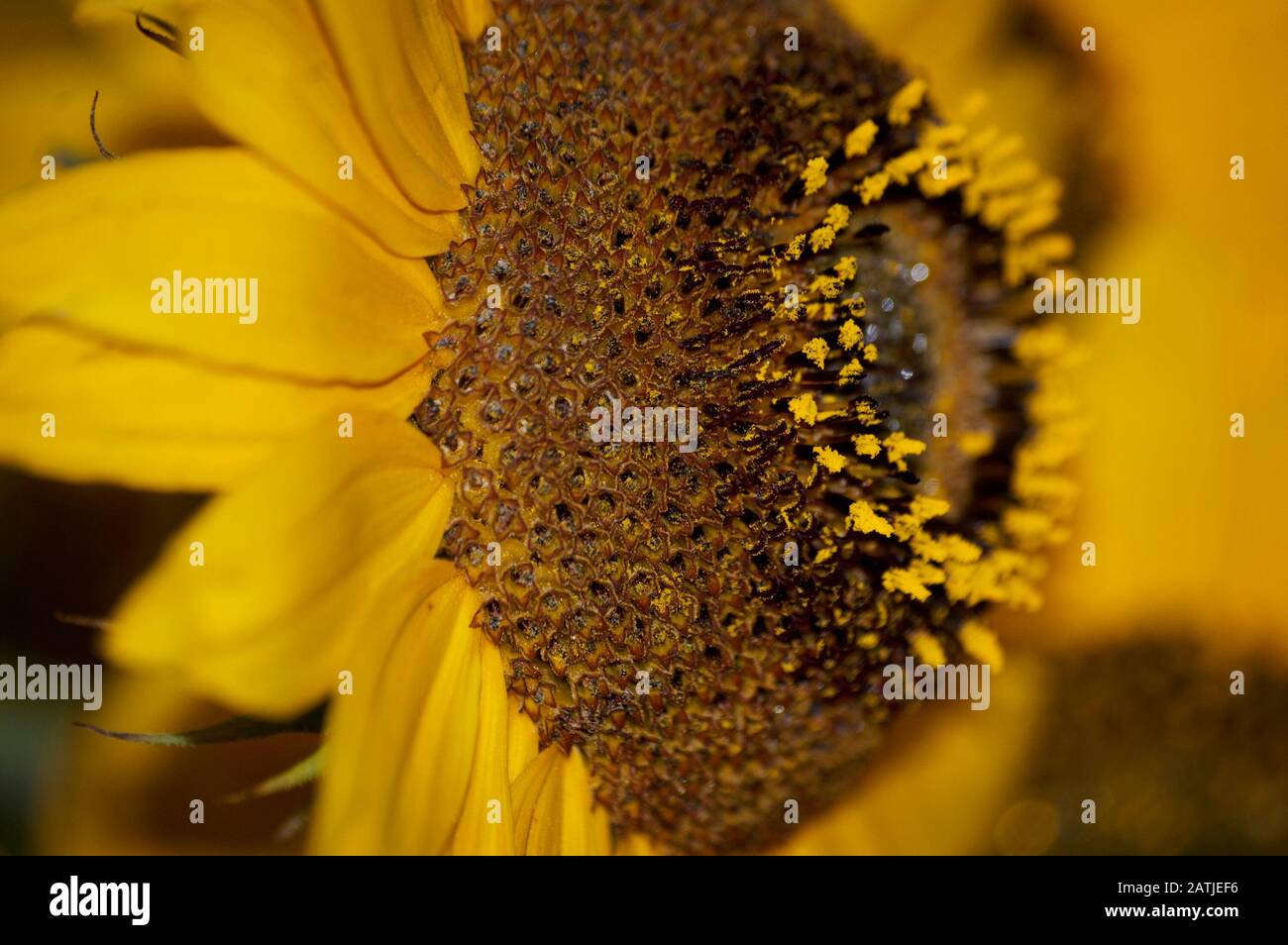 A close-up of a side view of the inner part of a sunflower with brown ...