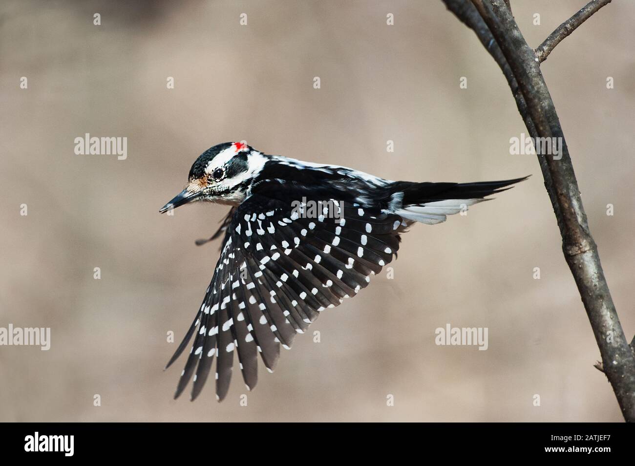Hairy woodpecker flying hi-res stock photography and images - Alamy