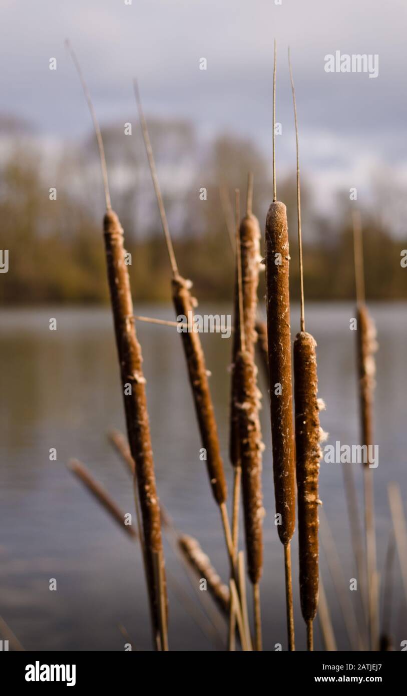 cane brake, reed mace, bulrush in front of a lake Stock Photo - Alamy