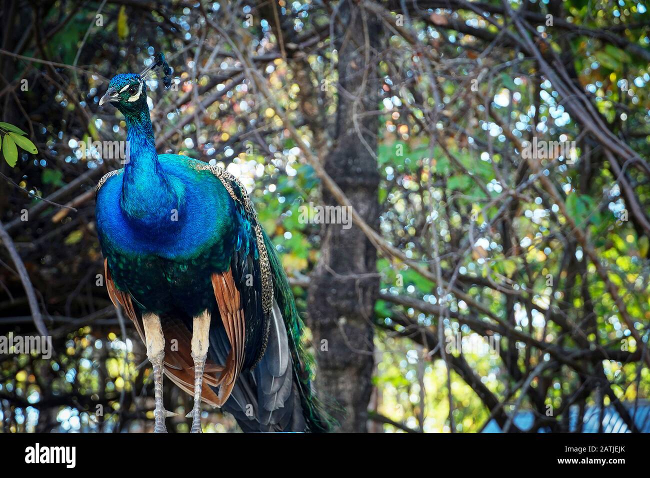 Male Indian peacock or Indian peafowl Stock Photo - Alamy