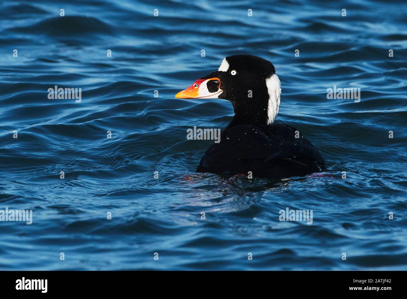 Surf scoter swimming Stock Photo - Alamy