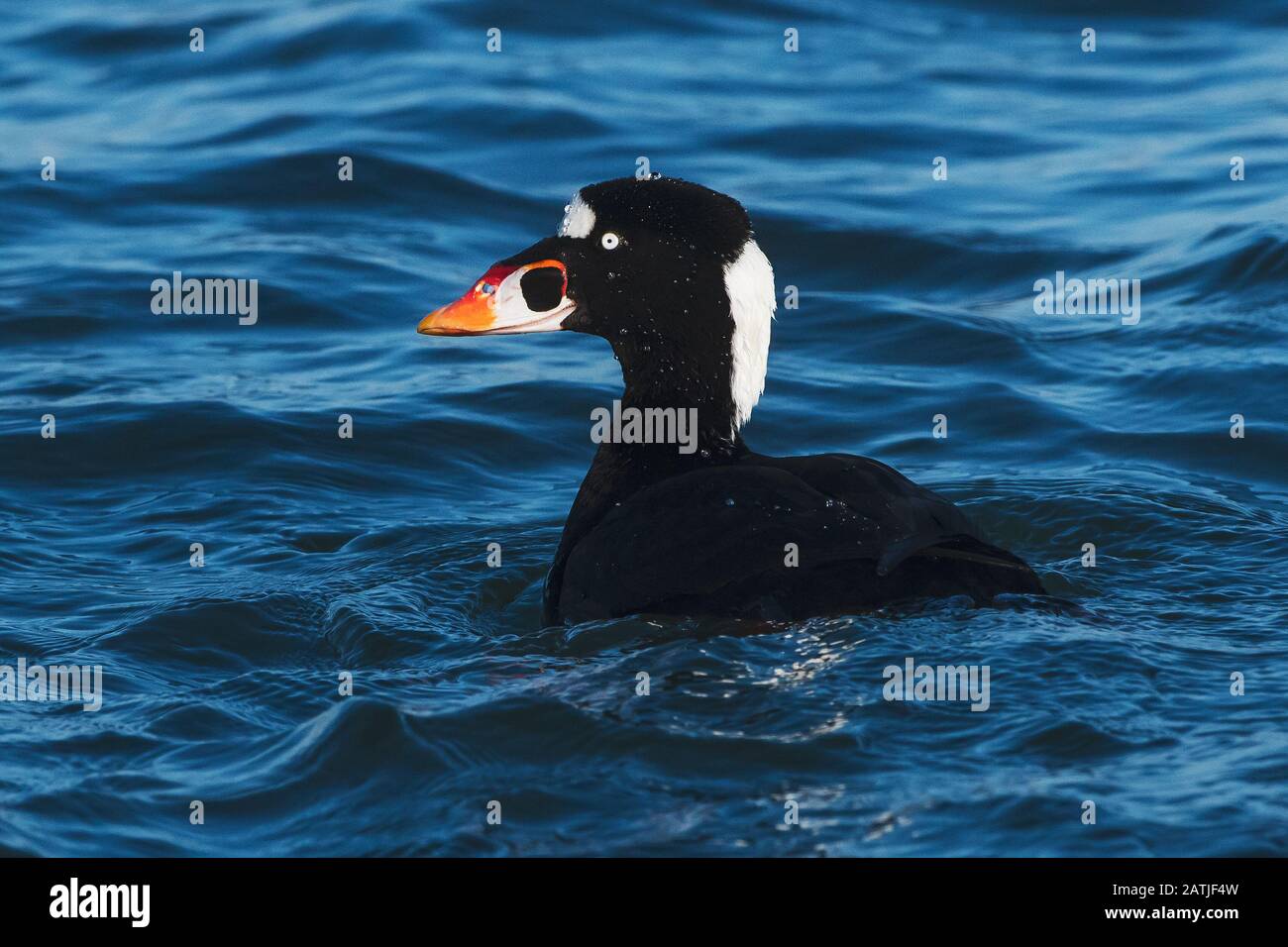 Surf scoter swimming Stock Photo - Alamy