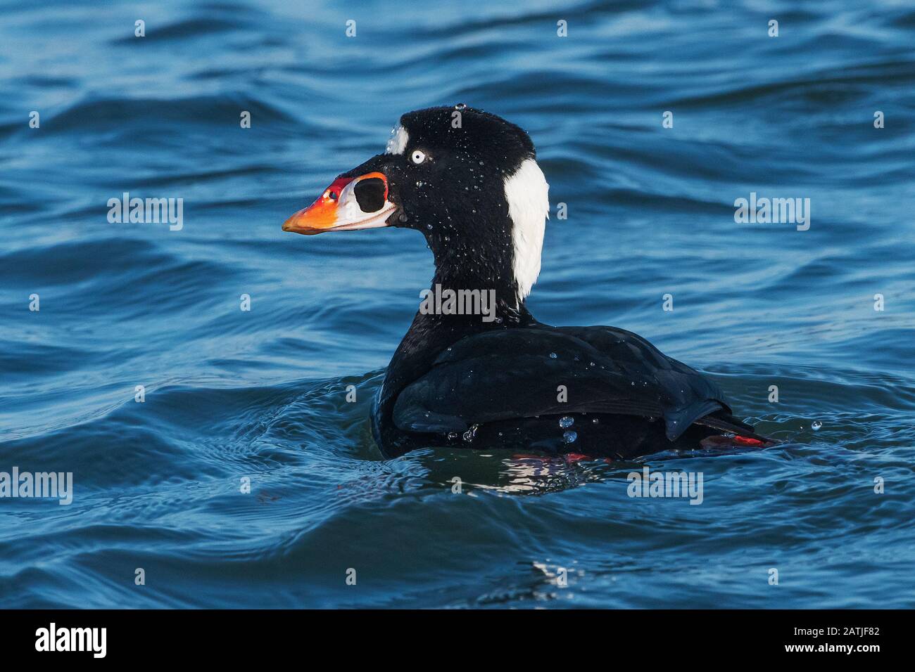 Surf scoter swimming Stock Photo - Alamy