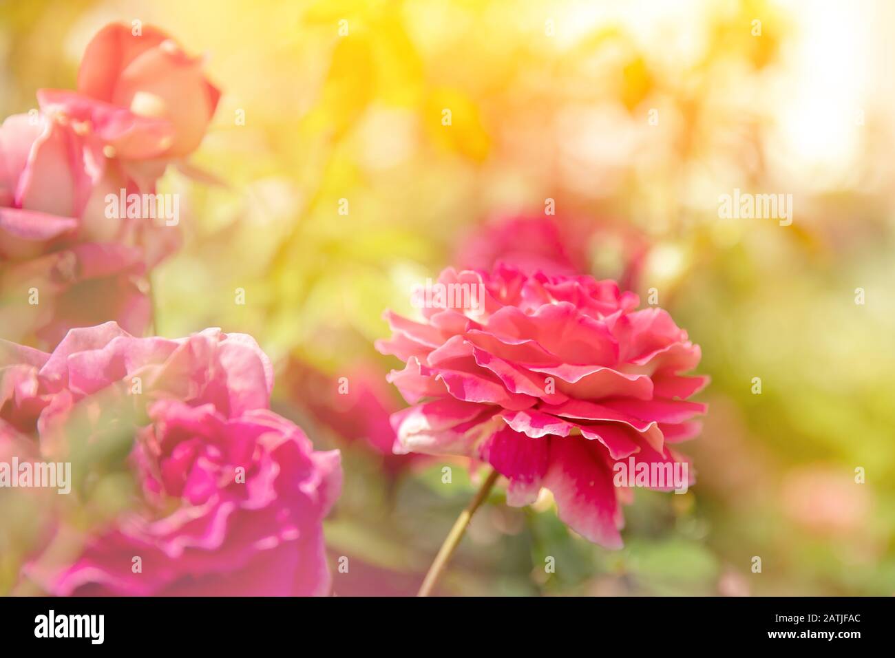 Beautiful nature scene with spring pink flowers background with sun ...