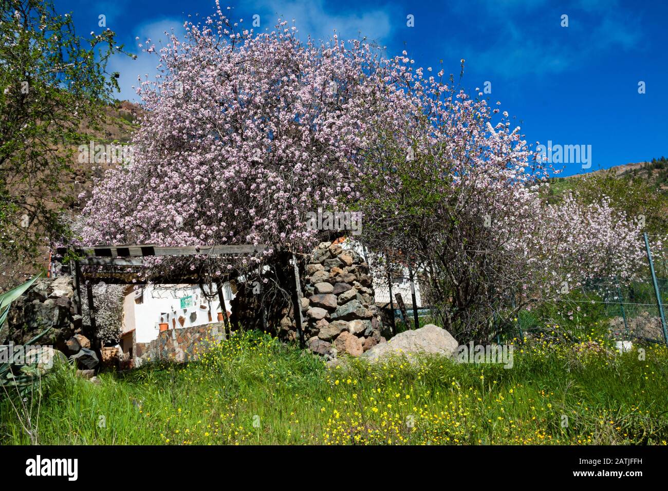 Almendrero en flor de Ayacata, Gran Canaria Stock Photo - Alamy