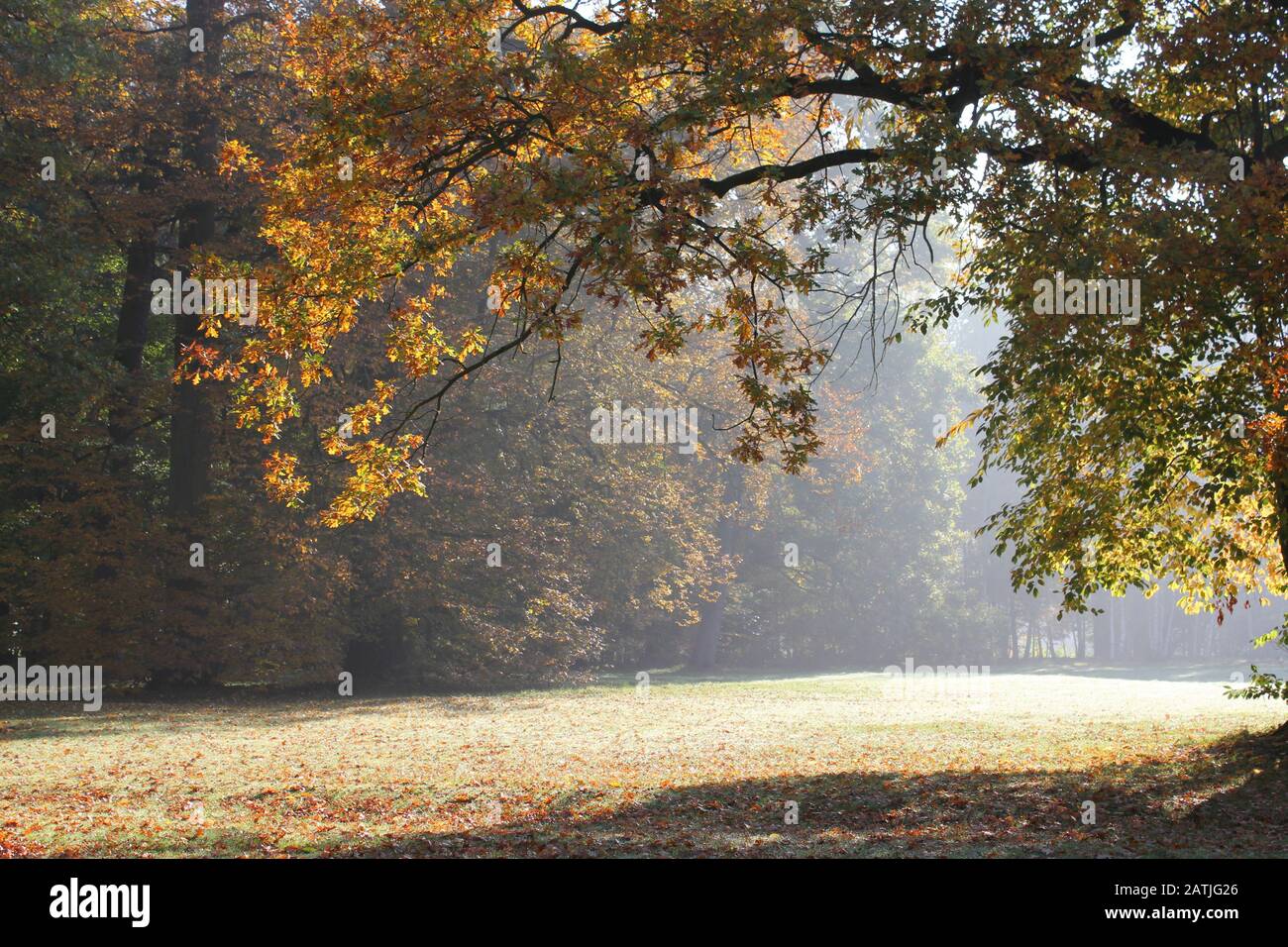 Autumn morning in park. Beautiful old oak tree Stock Photo - Alamy