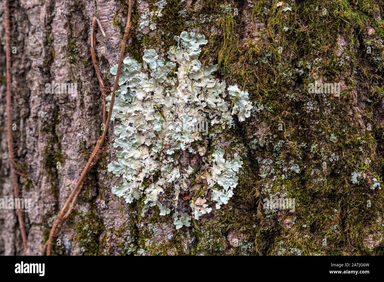 Common Greenshield Lichen growing on the bark of an old tree in Upstate ...