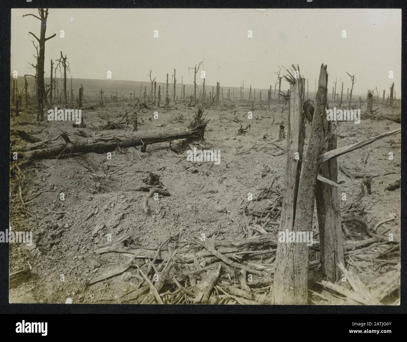 Combat deforestation hi-res stock photography and images - Alamy