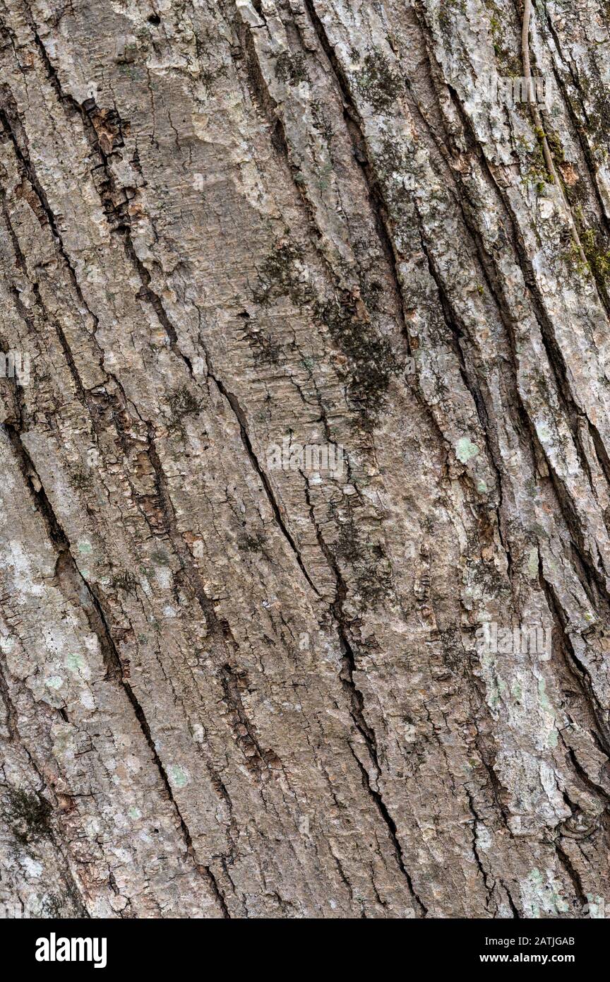 Closeup of tree bark texture with plenty of cracks, in Upstate New York ...