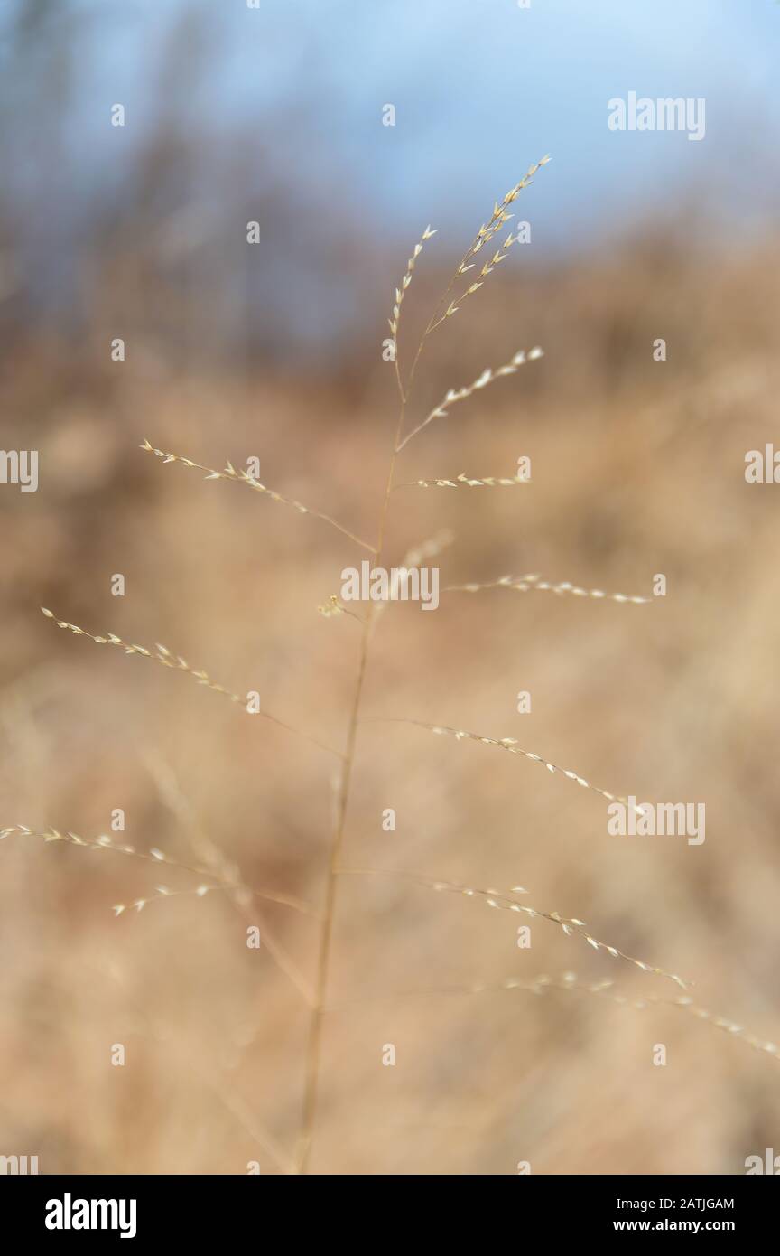 Rye grass border hi-res stock photography and images - Alamy