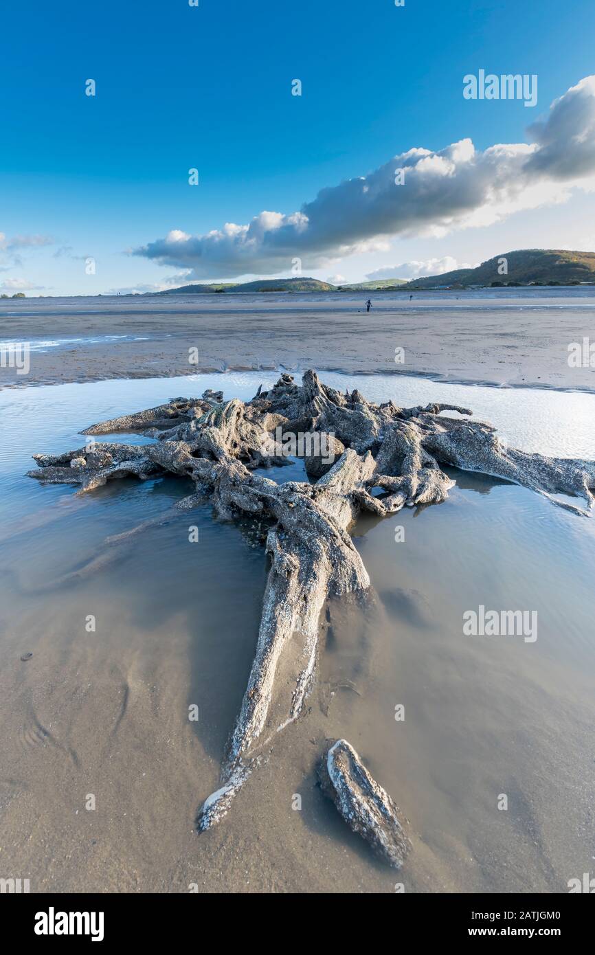 Partially petrified or partial concretion of ancient tree remains on ...