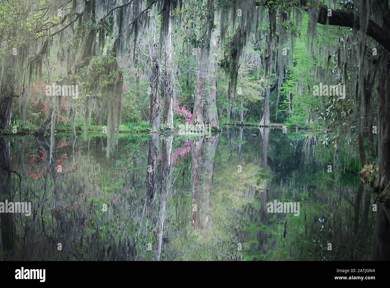 A swamp in the Magnolia Plantation and Gardens in the spring Stock ...